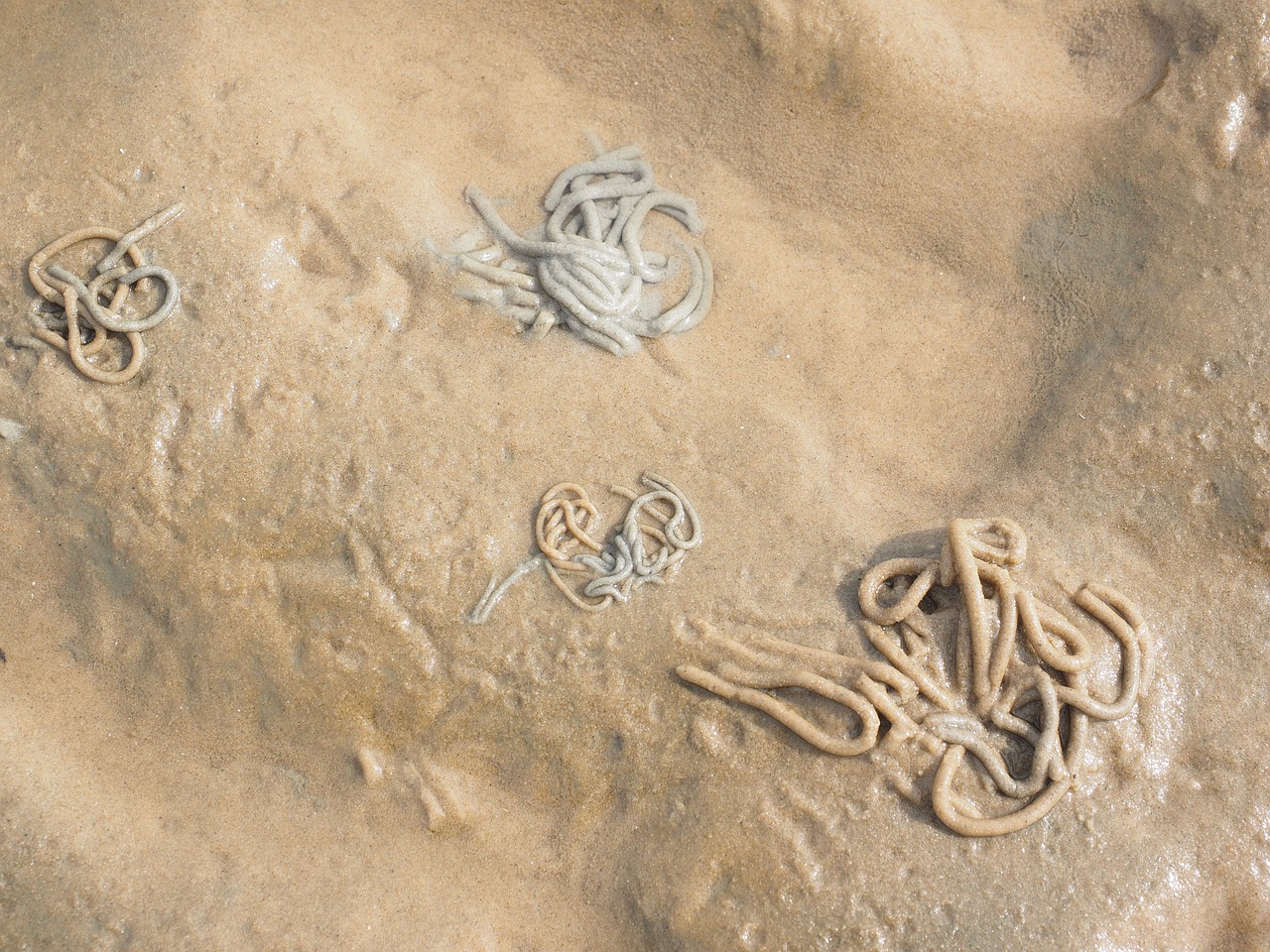 Sandworms inspire researchers to develop sustainable building materials ...